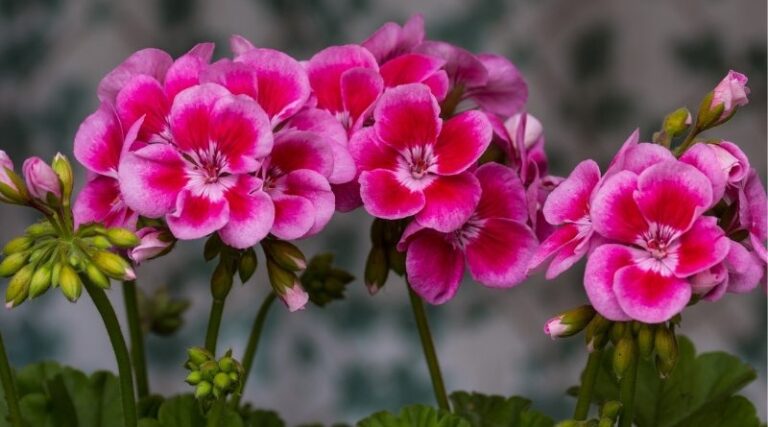 Geranio: propiedades, beneficios para la salud y belleza
