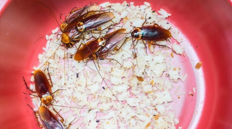 ¿Plagas en la cocina? remedio para las cucarachas, acido borico con azucar