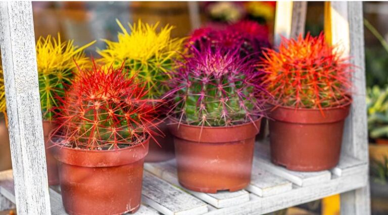 Cactus pequeños | Cuidados para que estén siempre preciosos
