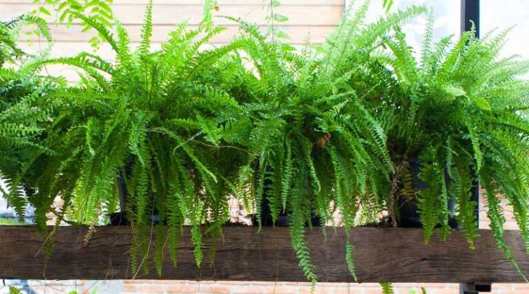 ¿Para qué se sirve el helecho? | Clase de Jardinería nivel PRO