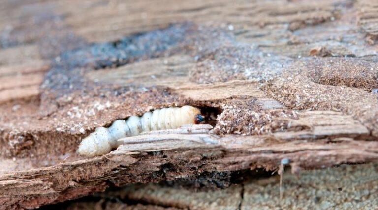 Carcoma de la madera: todo sobre este TERRIBLE y sucio insecto